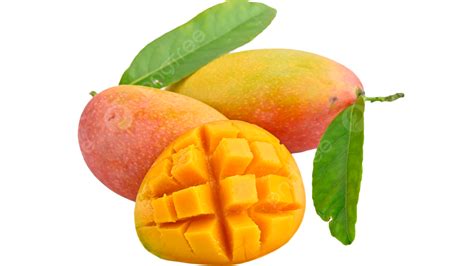 망고 현실적인 여름 벡터 망고 과일 열매 Png 일러스트 및 이미지 에 대한 무료 다운로드 Pngtree