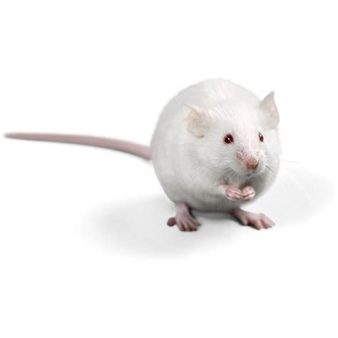 Frozen Mice Fuzzy 10 Count