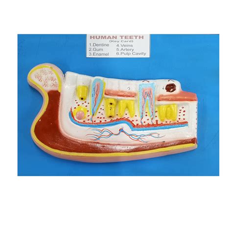 Human Teeth Model Yogi Limited Medical Equipment Supplier In Uganda