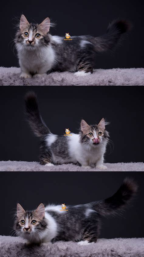 Max Kucing Munchkin Bulan Jantan Katze Nesia