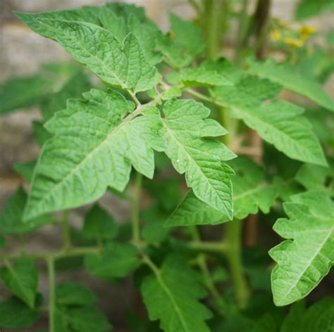 Tomato Leaf Disease Dataset Kaggle