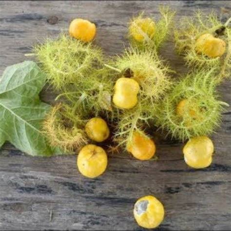 Jual 10 Biji Ciplukan Rambat Biji Ciplukan Rambat Biji Bibit