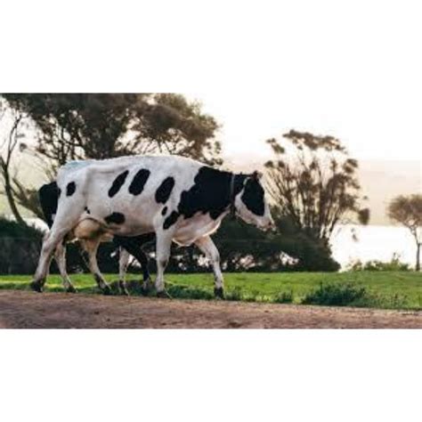 Cow Counting Object Detection Model V12 Cattle By Thesis