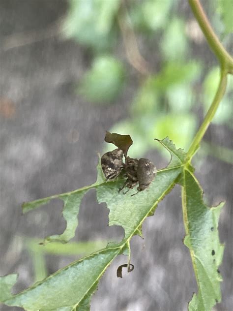 Two Banded Japanese Weevil From Garrison Rd Toledo OH US On July 21