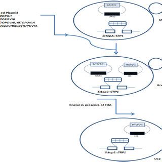 Schematic Representation Of Genetic Complementation Assay In Yeast The Download Scientific