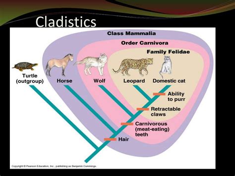 Ppt Phylogeny And Systematics Powerpoint Presentation Free Download