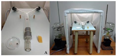 Olfactometer Responses Of Convergent Lady Beetles Hippodamia Convergens
