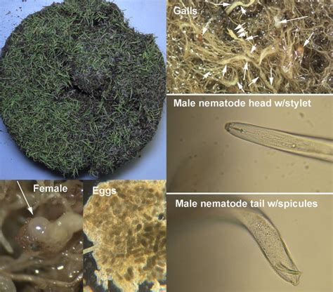 Root Knot On Bentgrass Pace Turf Photo Gallery