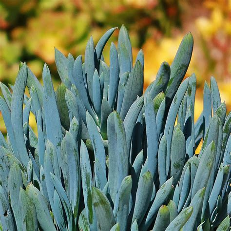 Shop Blue Chalk Sticks Senecio Mandraliscae Care And Info Planet