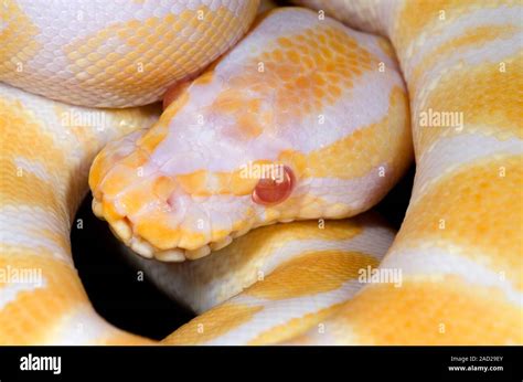 Albino Royal Python Close Up Of The Head Of An Albino Royal Python Python Regius Showing The