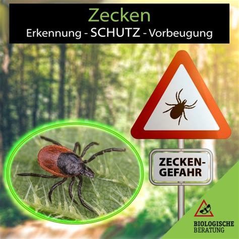 Zecke Erkennen And Natürlich Bekämpfen ️ Biologische Beratung