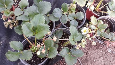 집에서 딸기 키우기 딸기 모종 심기 And 노지 텃밭 심는시기 방법 네이버 블로그