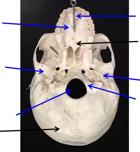 Biol 213 Skull 4 Diagram Quizlet