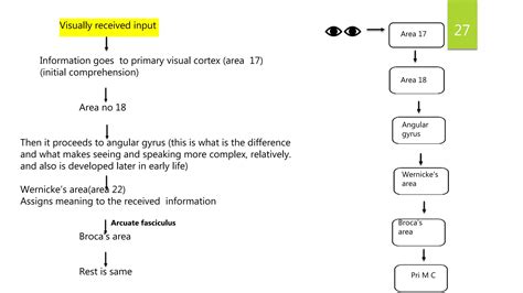 Anatomy And Physiology Of Temporal Lobe PPTX Brain And Nervous System Disorders Diseases