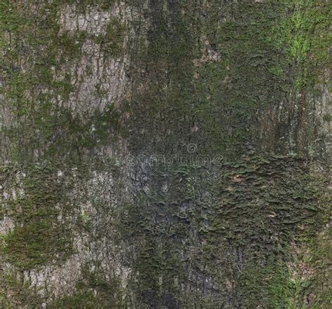 Seamless Texture Of A Tree Trunk Covered With Moss Stock Photo Image Of Trunk Environment