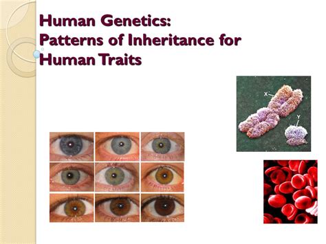 Human Genetic Traits