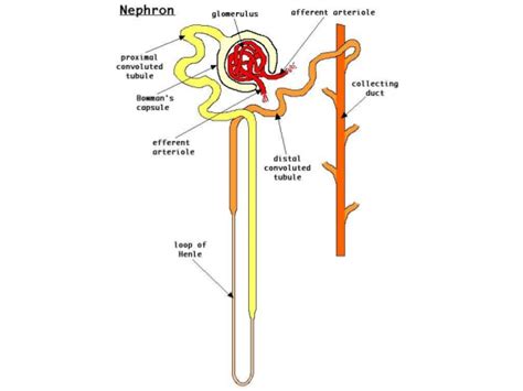 Proximal Convoluted Tubule Earth S Lab