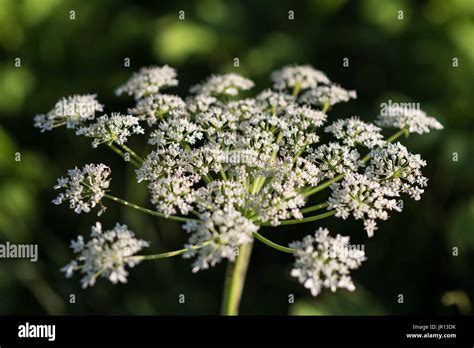 The Sap Of It Causes Phytophotodermatitis In Humans Resulting In Blisters And Long Lasting