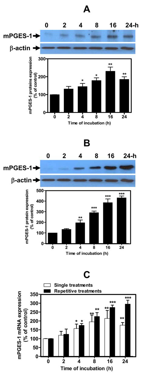 Hydroxynonenal Induced Microsomal Prostaglandin E2 Synthase 1 Protein Download Scientific