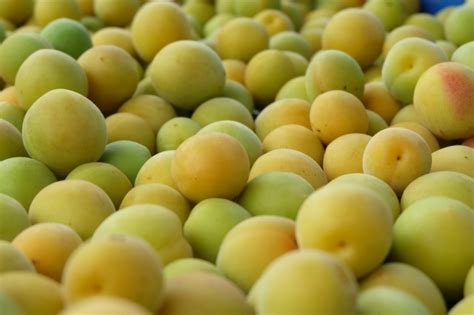 福井の四季を彩る！福井県のお花特集～冬編～｜特集｜【公式】福井県 観光 旅行サイト ｜ ふくいドットコム