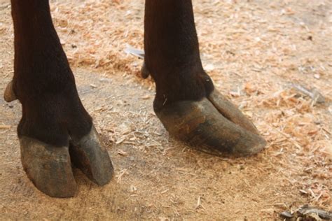 Hoof Japaneseclass Jp