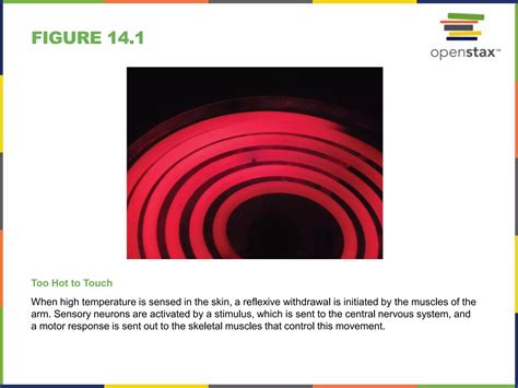 Open Stax Anatomyand Physiology Ch14 Pptx