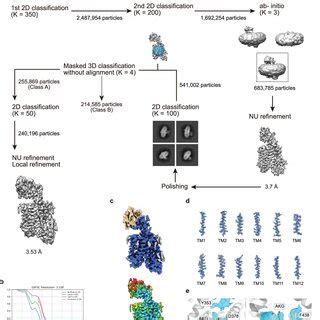 Cryo EM Processing Workflow Showing Local And Global Map Quality For