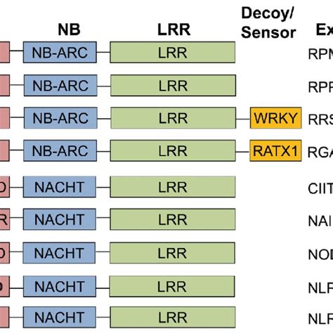 Pdf Effector Triggered Immunity Nlr Immune Perception And Downstream Defense Responses