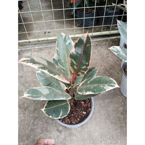 Ruby Rubber Tree Shopee Philippines