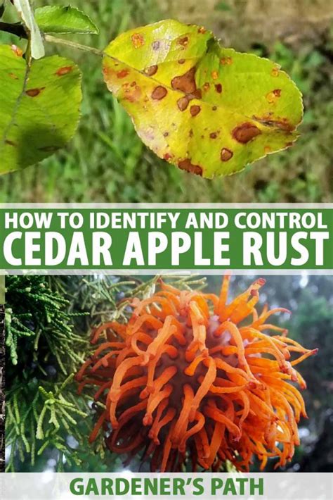 How To Identify Prevent And Control Cedar Apple Rust Gardenerpath