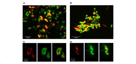Fluorescence Confocal Microscopy Imaging Of E Coli Cells Grown In