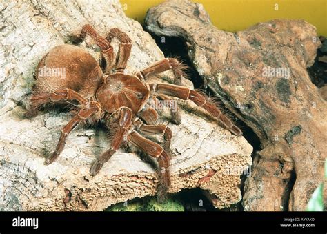Goliath Birdeater Tarantula Theraphosa Blondi Theraphosa Leblondi