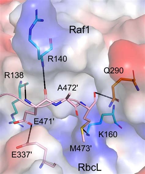 The C Terminus Of Rbcl Interacts With Raf1 The Rbcl And Raf1 Structures