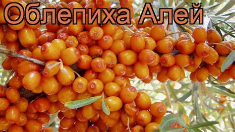Облепиха мужской Алей (hippophae rhamnoides alei) 🌿 Алей обзор: как ...