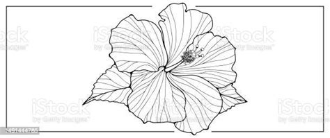 큰 무성한 꽃이 있는 흑백 벡터 꽃 그림 색칠하기 책 장식 월페이퍼 명함 졸업장 및 프리젠테이션 엽서에 대한 삽화 꽃 나무에 대한 스톡 벡터 아트 및 기타 이미지 Istock