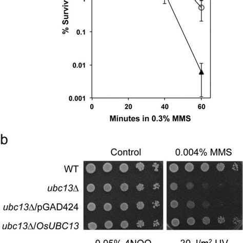 Functional Complementation Of Yeast Ubc13 Null Mutant By Osubc13 Download Scientific Diagram