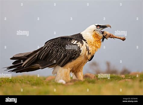 Bearded Vulture Eating