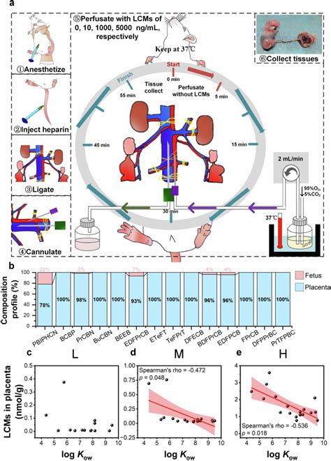 Transplacental Transportation Of Lcms In Rat Placentas A Rat Uterine Download Scientific