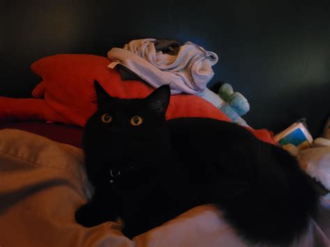 My Adorable Blob With Eyes R Eyebleach