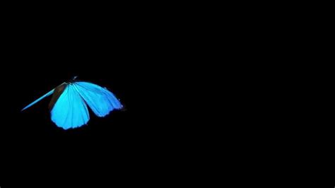 Butterfly Animation After Effects Youtube