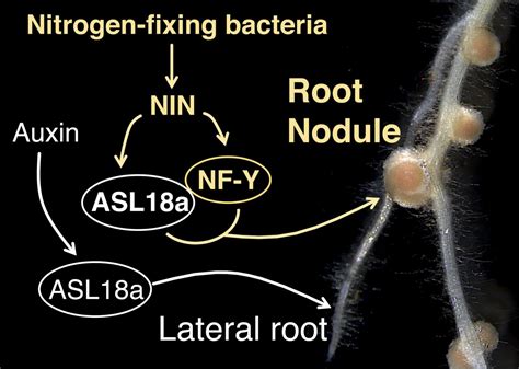 Recruitment Of A Lateral Root Developmental P Eurekalert