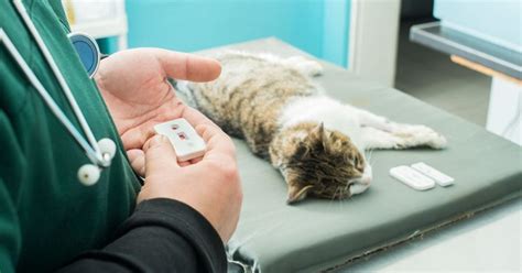 Feline Asthma Ceres Veterinary