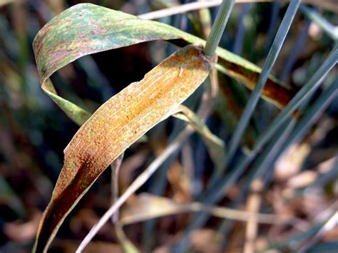 Wheat Rust Late In The Season — Research — Department Of Plant Pathology And Environmental