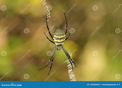 Signature Spider Web Patterns Background Stock Image 160963369
