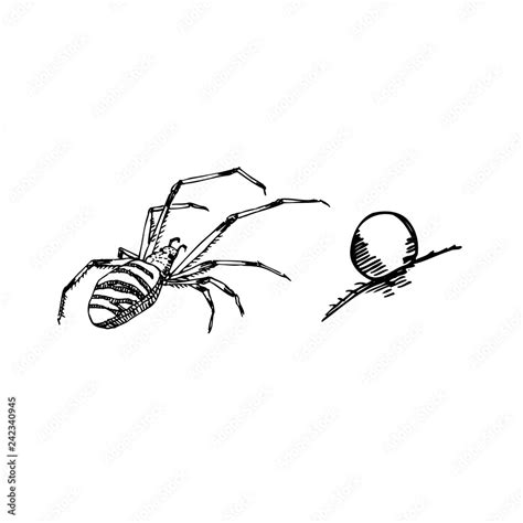 곤충 일러스트 손으로 그린 곤충 스케치 Stock Vector Adobe Stock