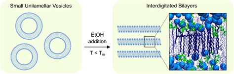 Figure 1 From Design Of Lipid Based Nanocarriers Via Cation Modulation
