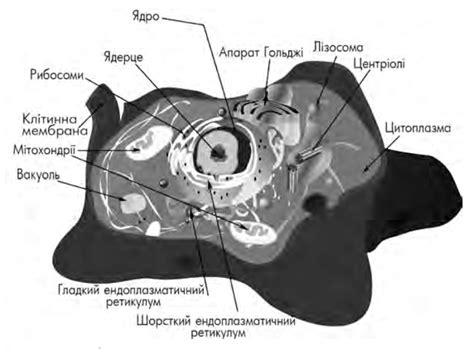 Клітини Поділ клітин Science And Apologetics