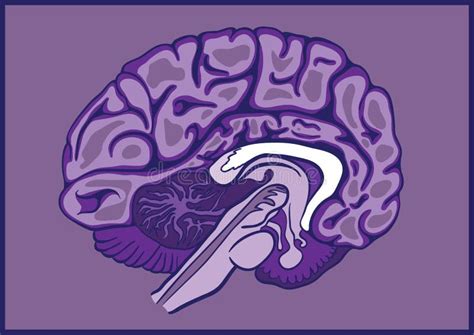 Brain Half Stock Illustration Illustration Of Spited 79207896
