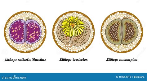 Lithops Collection 1 Series Of Different Succulent Plants Cartoon Vector