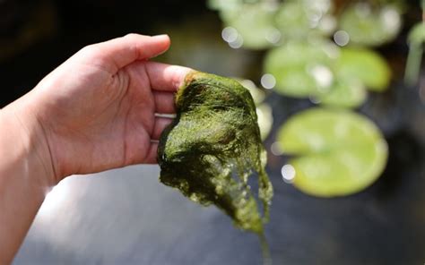 Identifying Common Types Of Algae